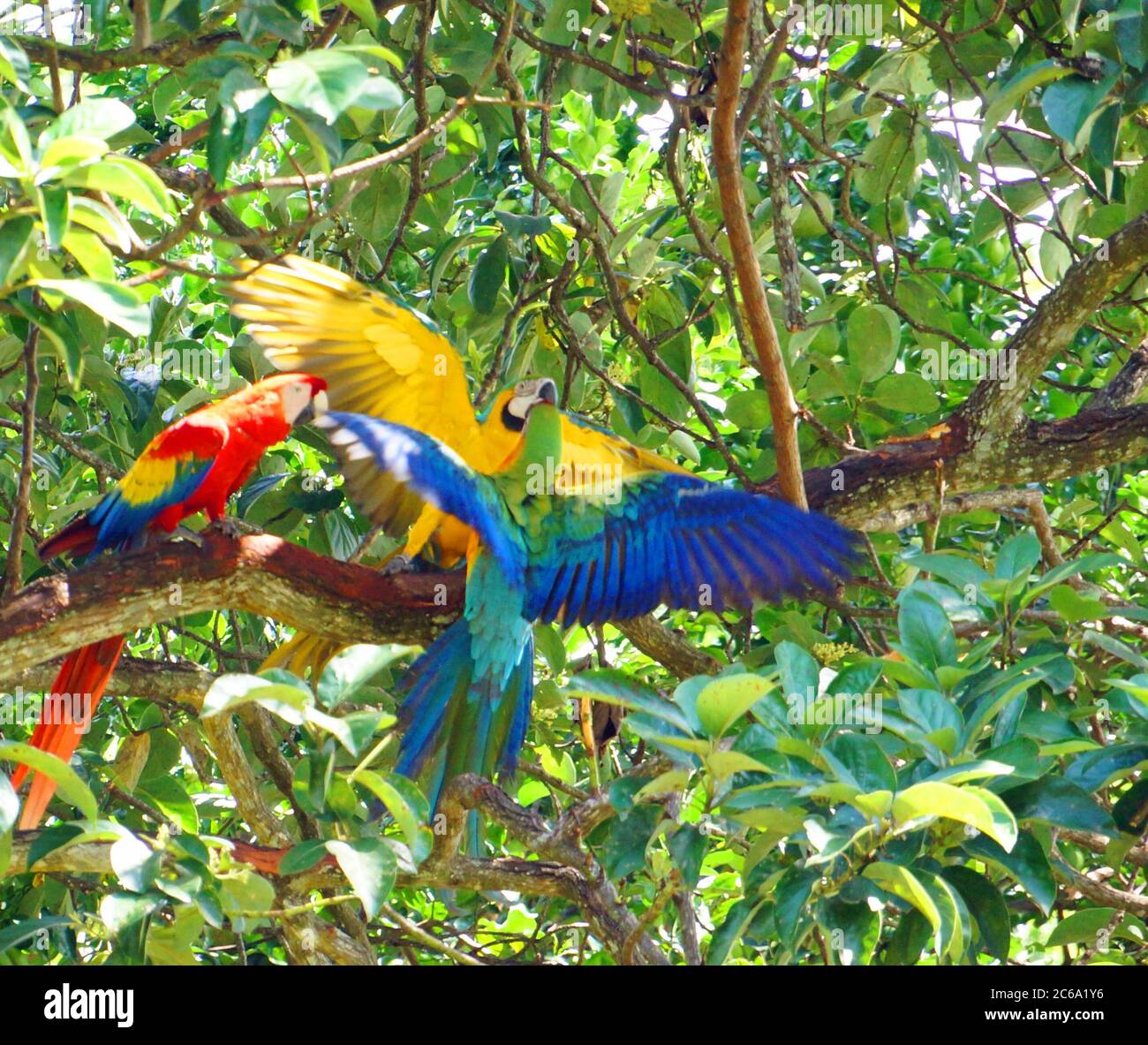 Matingscarlet macaw hi-res stock photography and images - Alamy