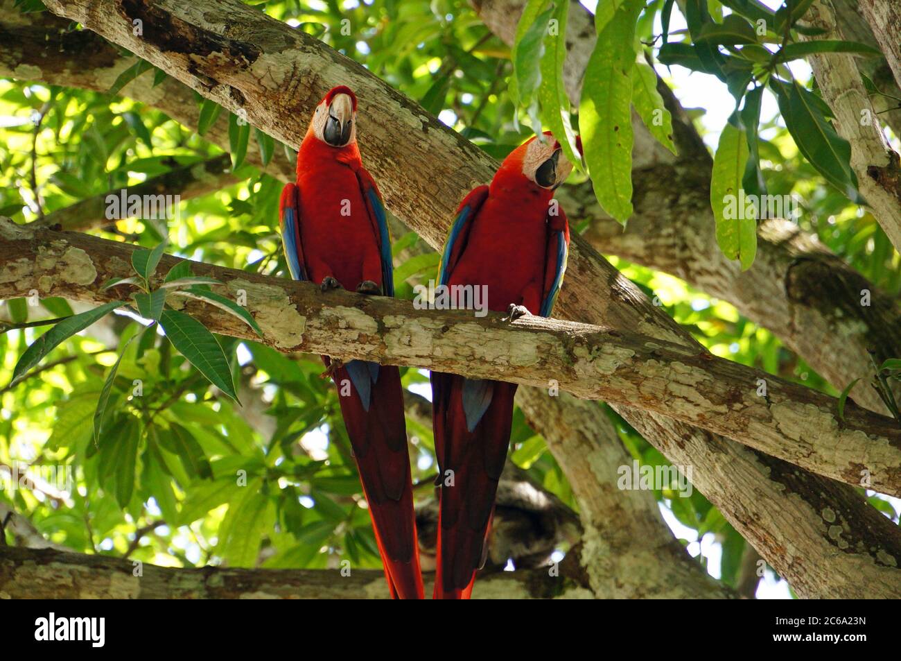 Macaw Pair in the tree Stock Photo - Alamy