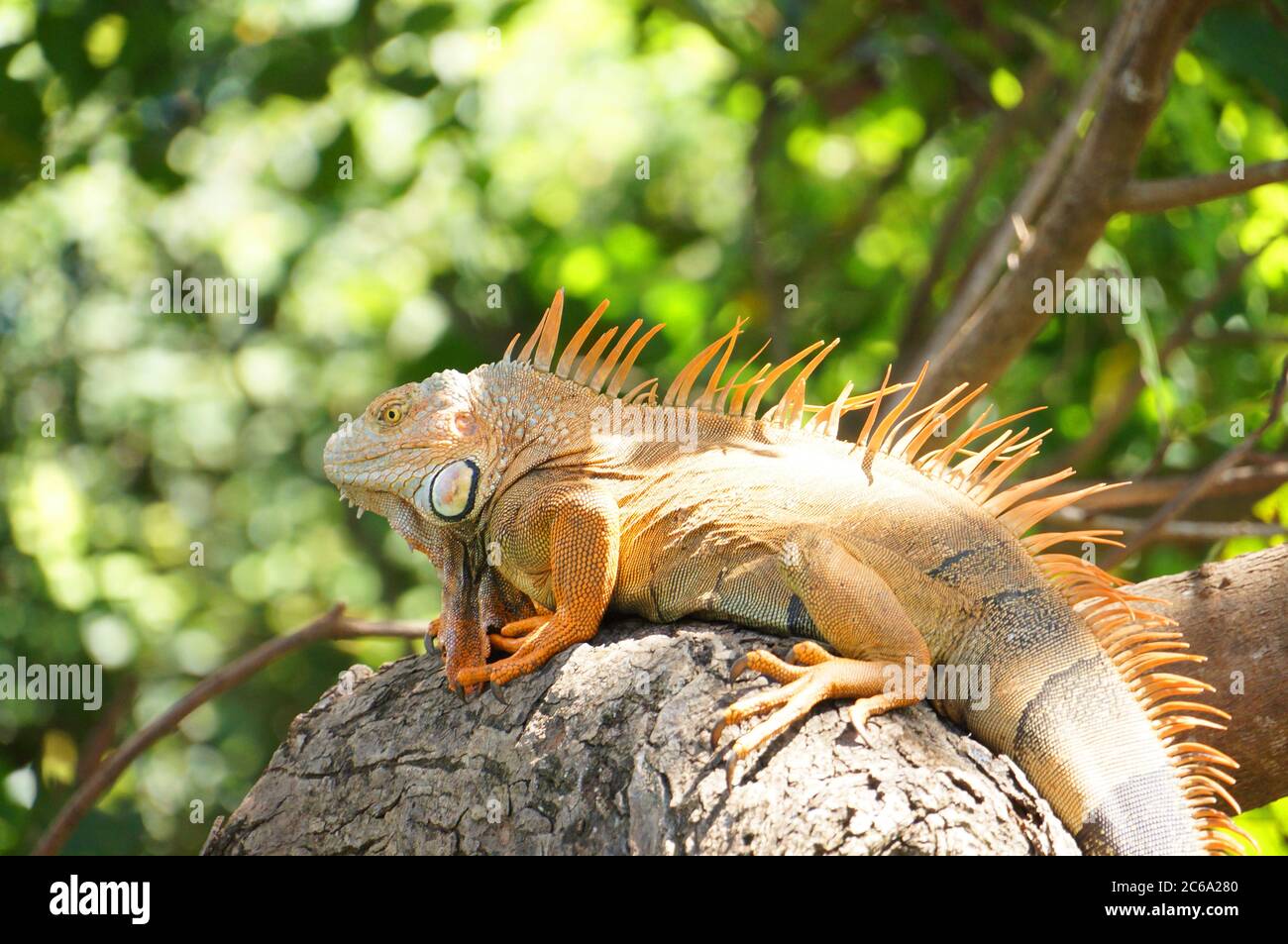 Giant green iguana hi-res stock photography and images - Alamy
