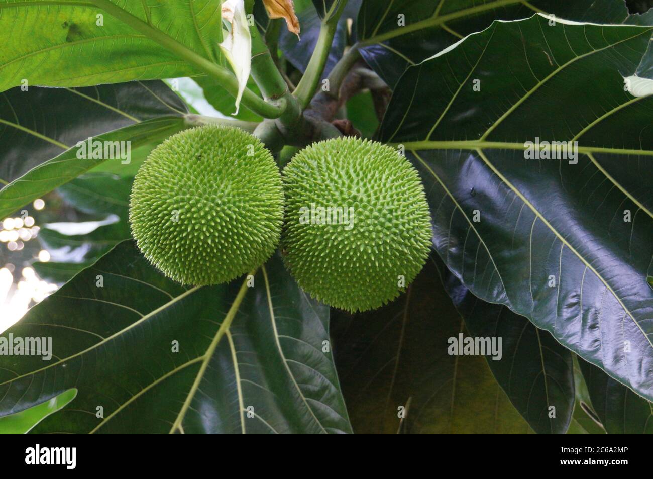 On a breadfruit tree hi-res stock photography and images - Alamy