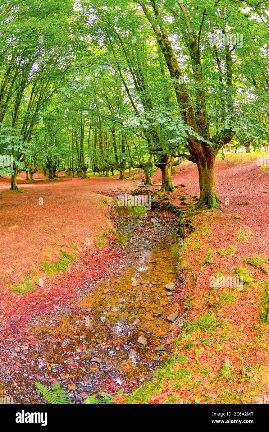 Otzarreta Beech Forest, Gorbeia Natural Park, Bizkaia, Basque Country ...