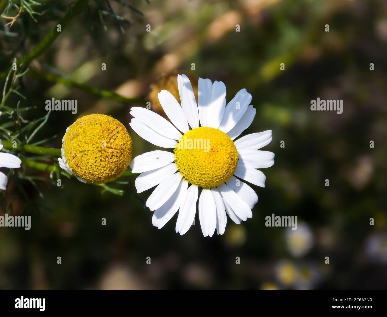 Chamomile tea growing hi-res stock photography and images - Alamy