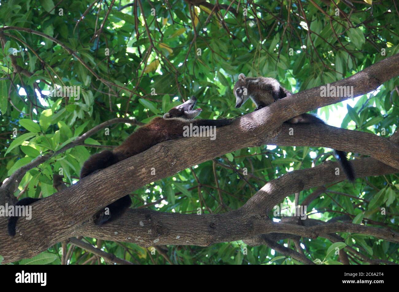 Small Coati Family Stock Photo - Alamy