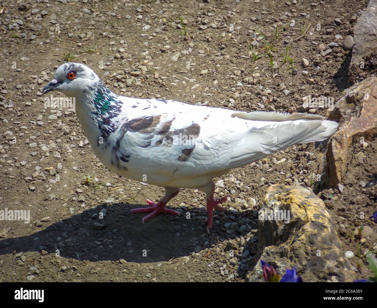 Columbidae Family High Resolution Stock Photography and Images - Alamy