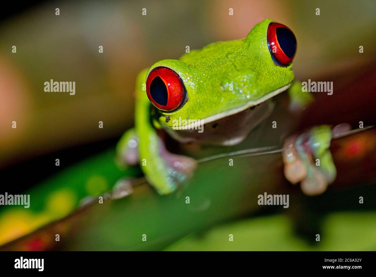 Red-eyed Tree Frog, Agalychnis callidryas, Tropical Rainforest ...
