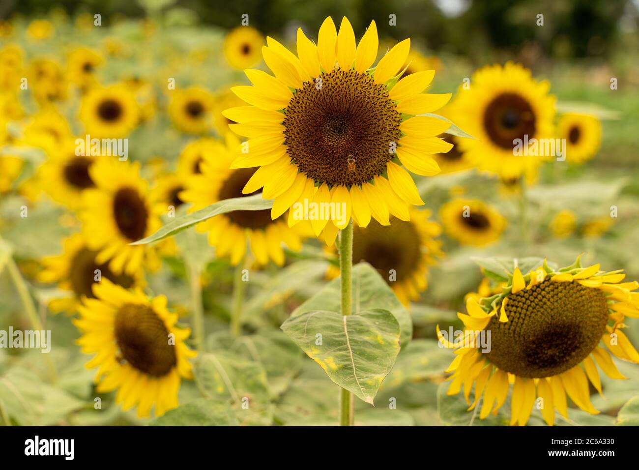 Realistic beautiful yellow sunflower plant landscape in the farm garden ...