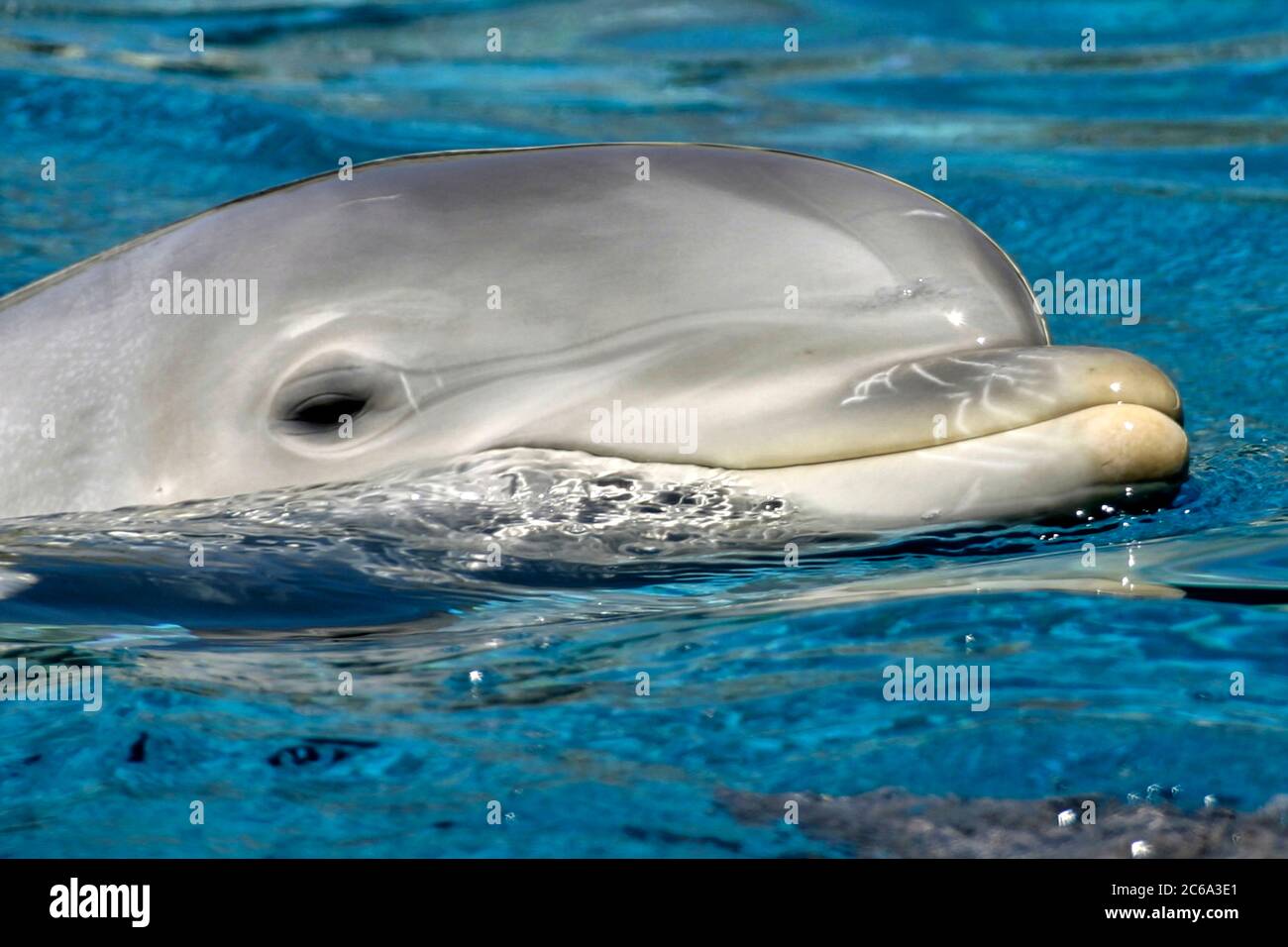Common Bottlenose Dolphin, Atlantic Bottlenose Dolphin, Tursiops ...