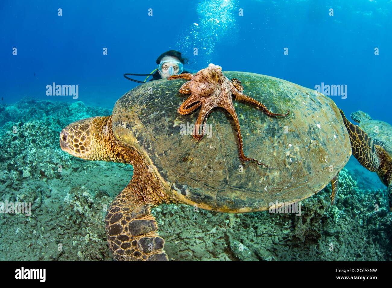 Molokini turtle hi-res stock photography and images - Alamy