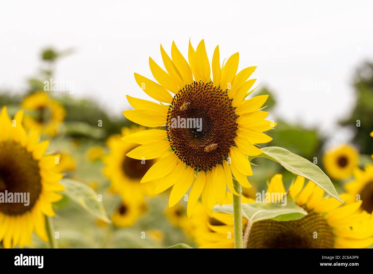 Realistic beautiful yellow sunflower plant landscape in the farm garden ...