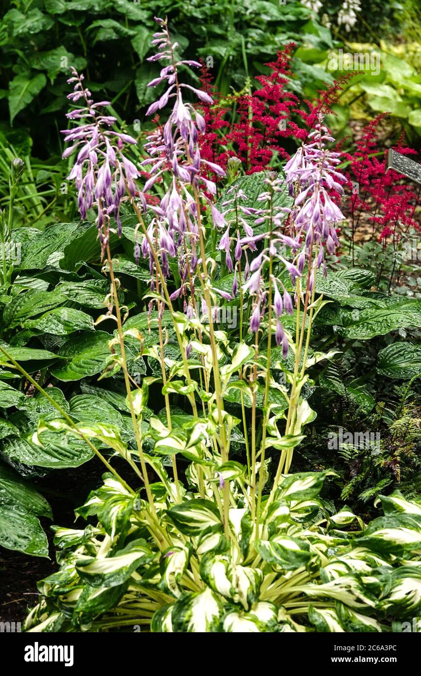 Undulata High Resolution Stock Photography and Images - Alamy