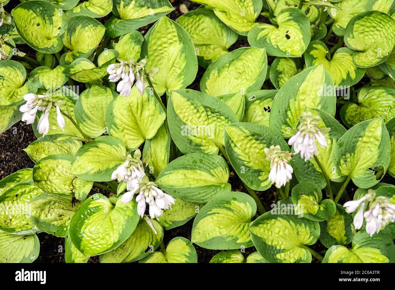 Hosta Little Sunspot Stock Photo - Alamy