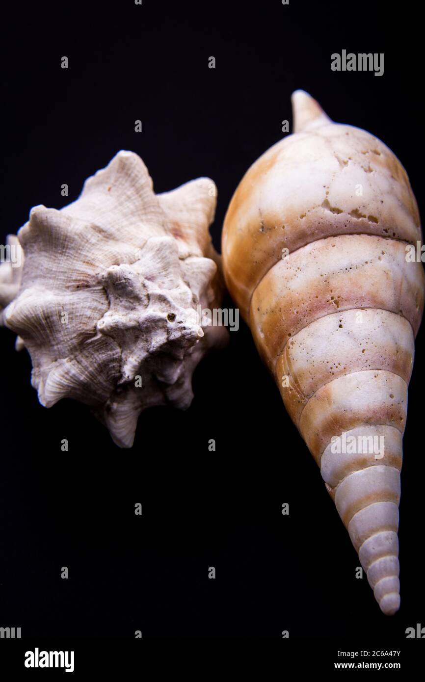 Snail shell shells in different shapes and sizes and different colors ...