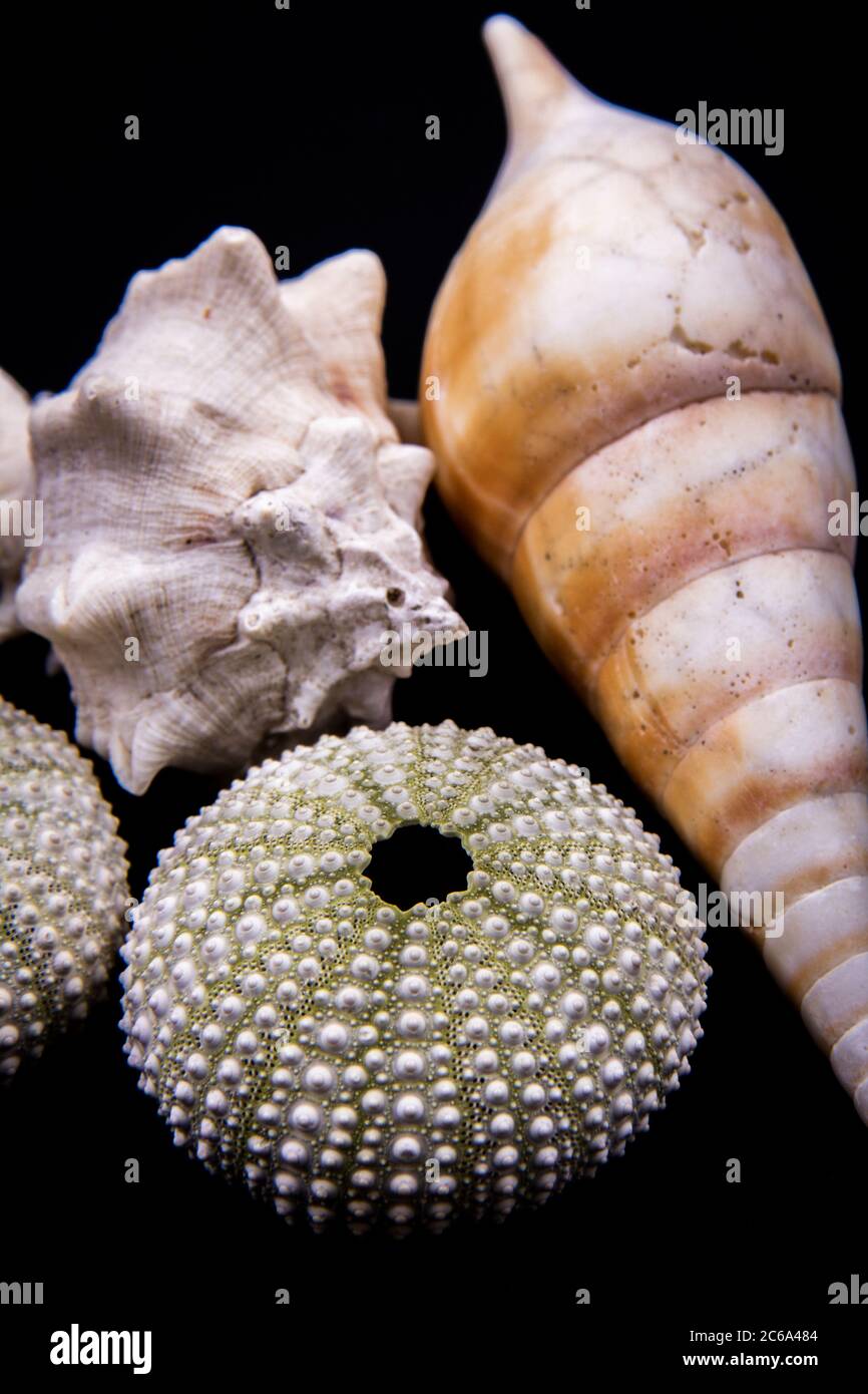 Snail shell shells in different shapes and sizes and different colors ...