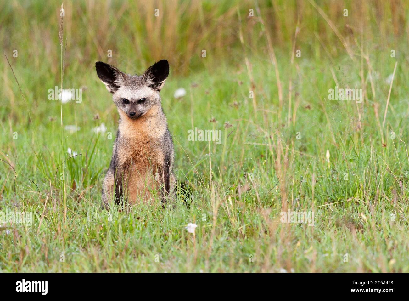 Bat eared fox on hi-res stock photography and images - Alamy