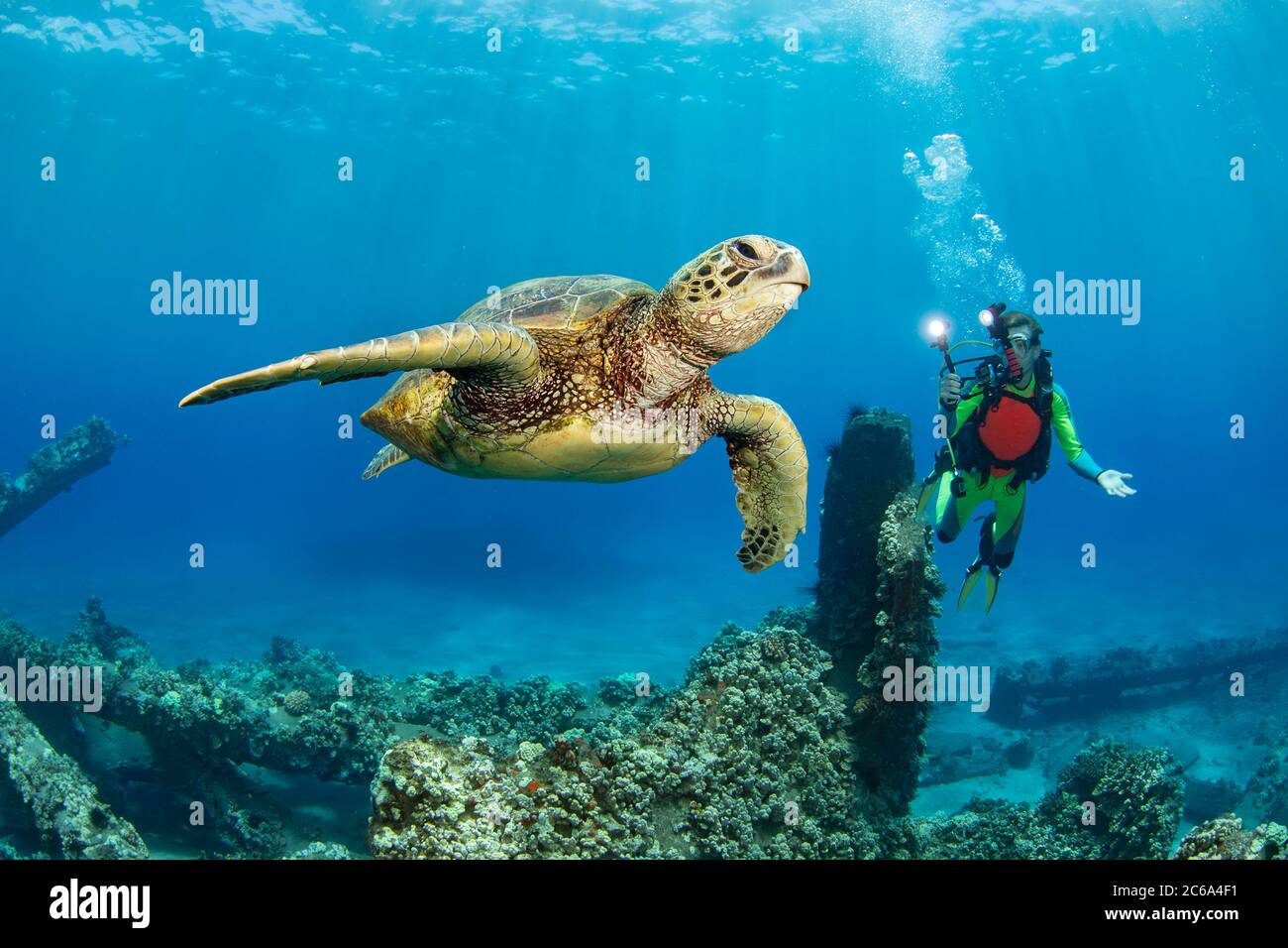 Green sea turtle, Chelonia mydas, and diver (MR) with a GoPro camera ...