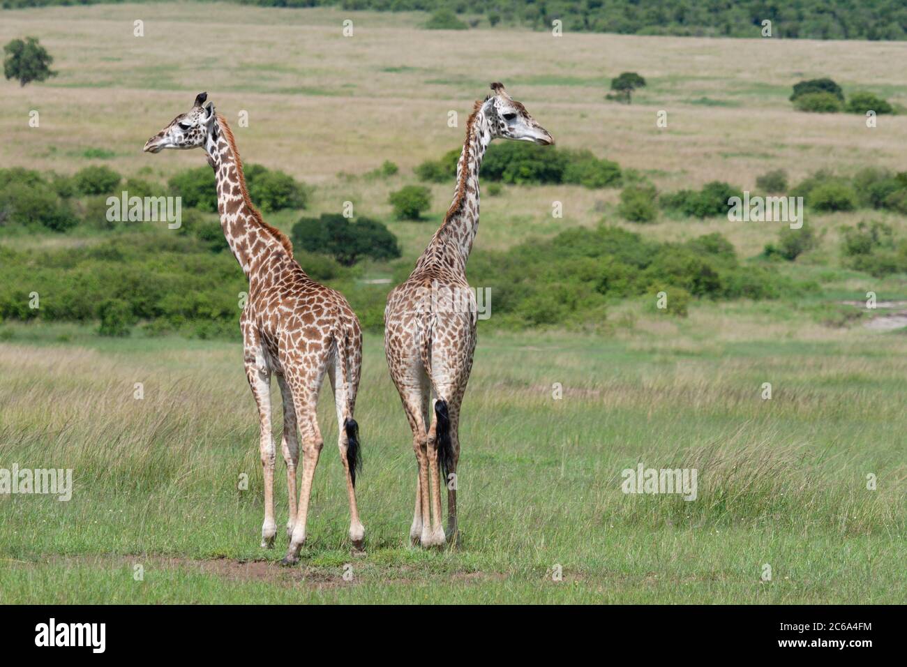 Giraffe standing in grass hi-res stock photography and images - Alamy