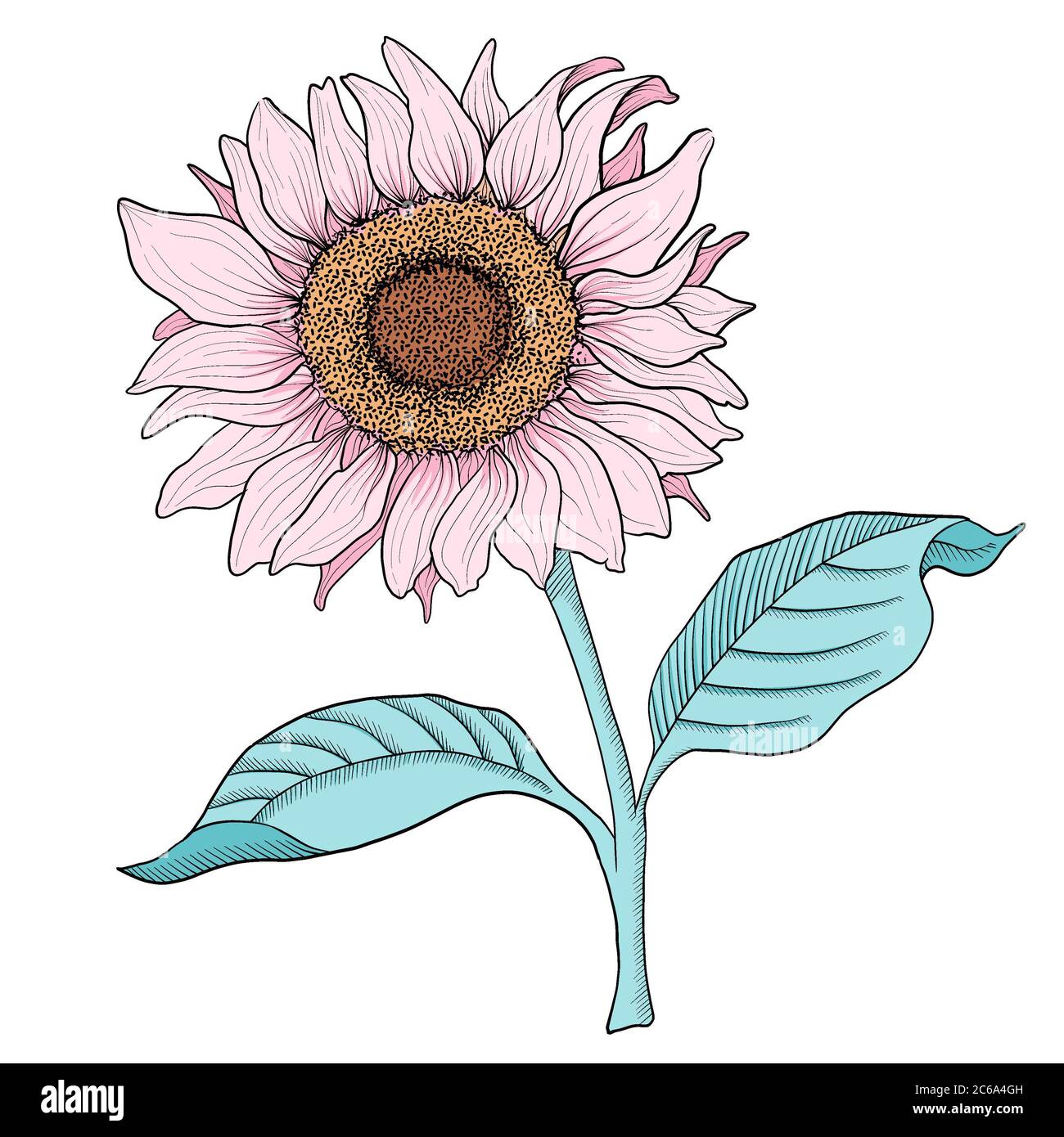 pink sunflower illustration graphic resource Stock Photo - Alamy