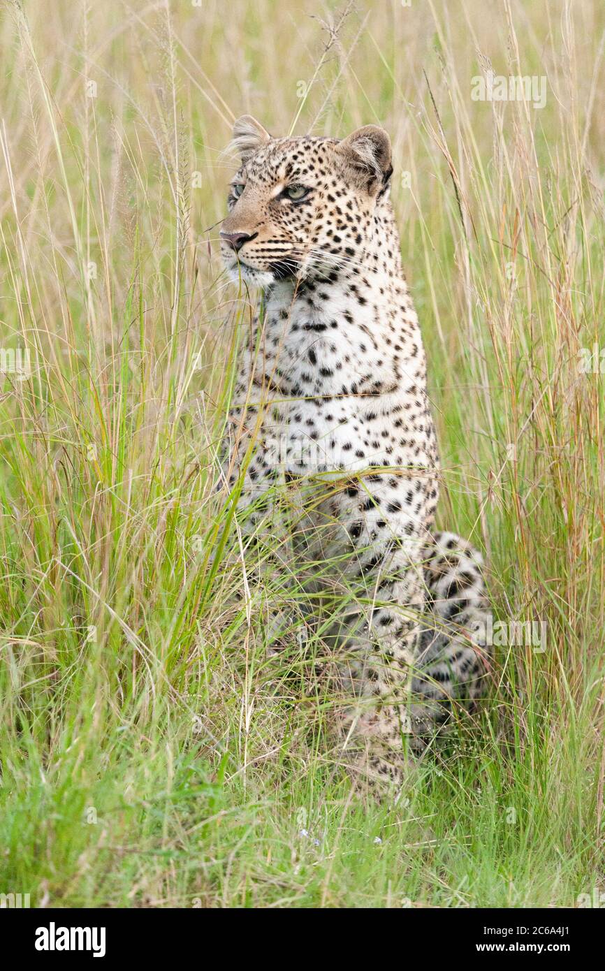 Leopard sitting in grass hi-res stock photography and images - Alamy