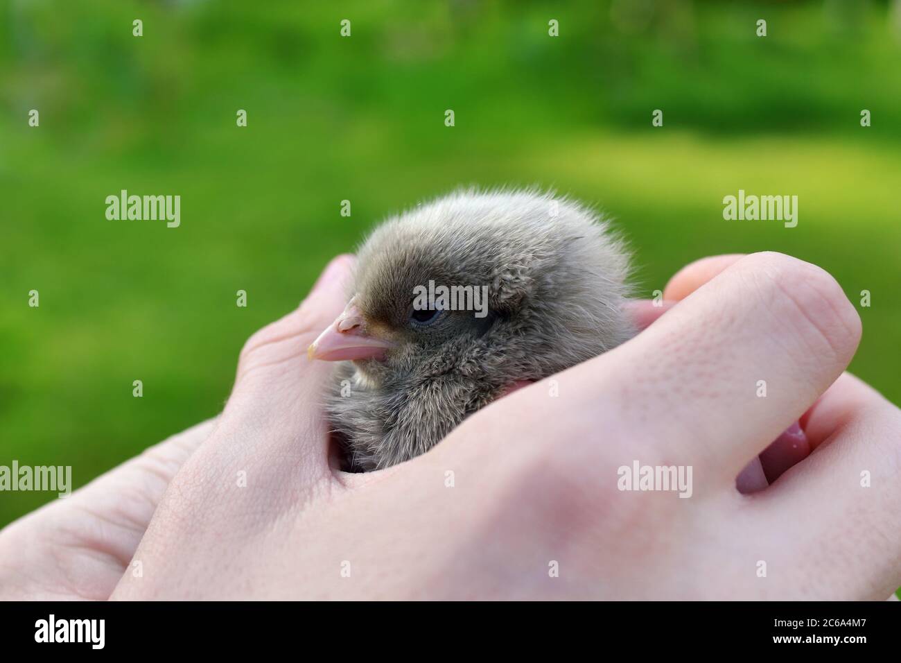 Little chick in hands on a green background Stock Photo - Alamy