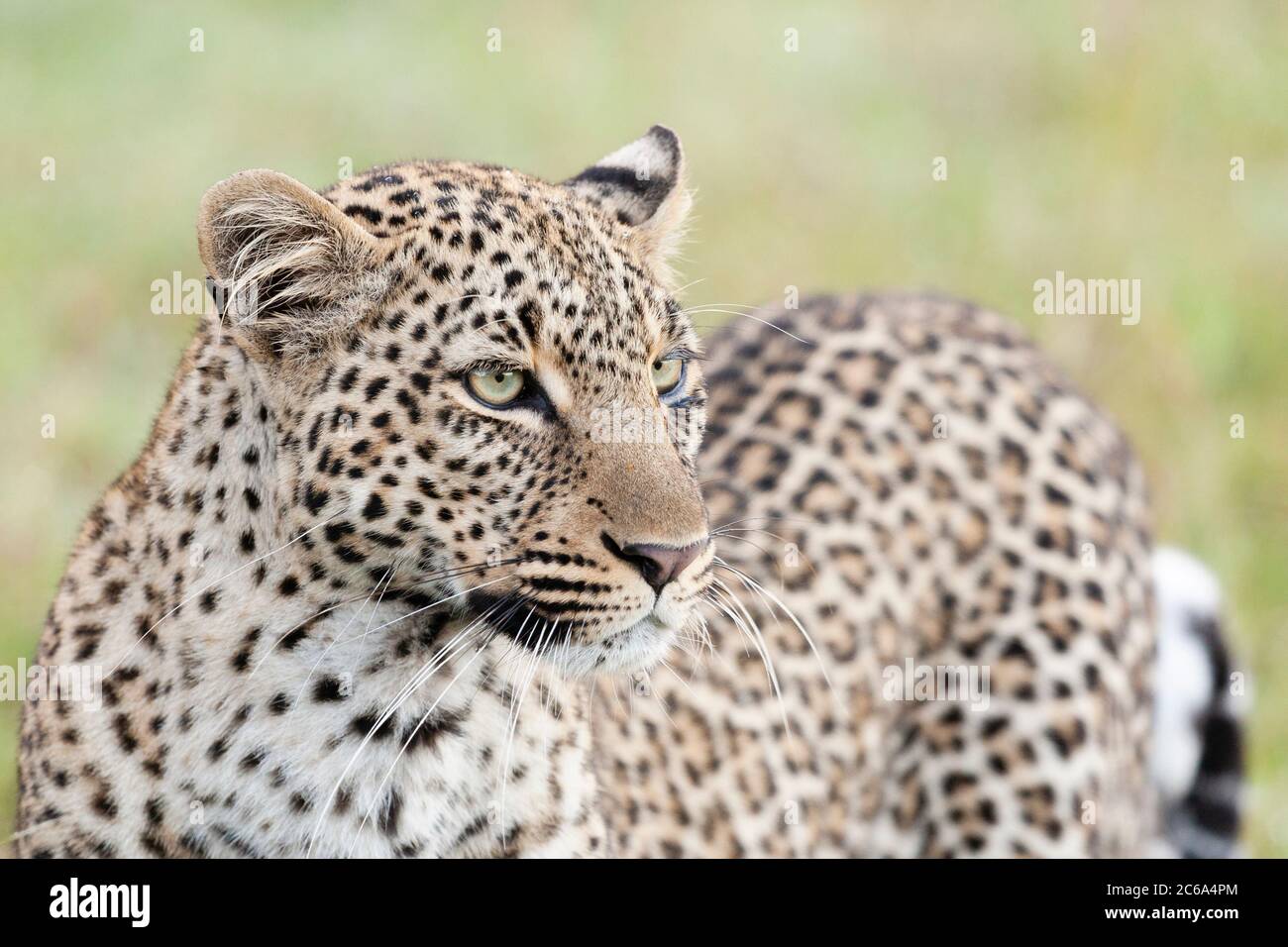Leopard (Panthera pardus) portrait Stock Photo - Alamy