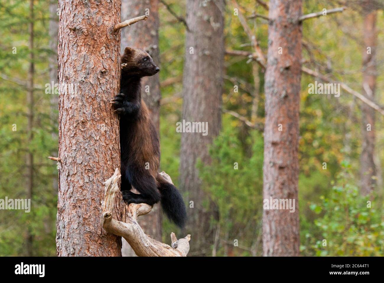 Wolverine on tree hi-res stock photography and images - Alamy