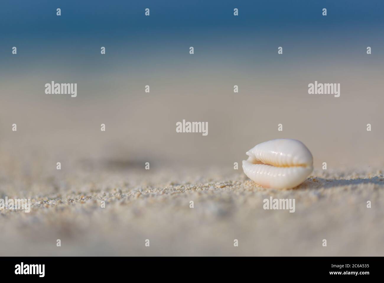 Sea shell on beach over seascape background. Peaceful beach closeup ...