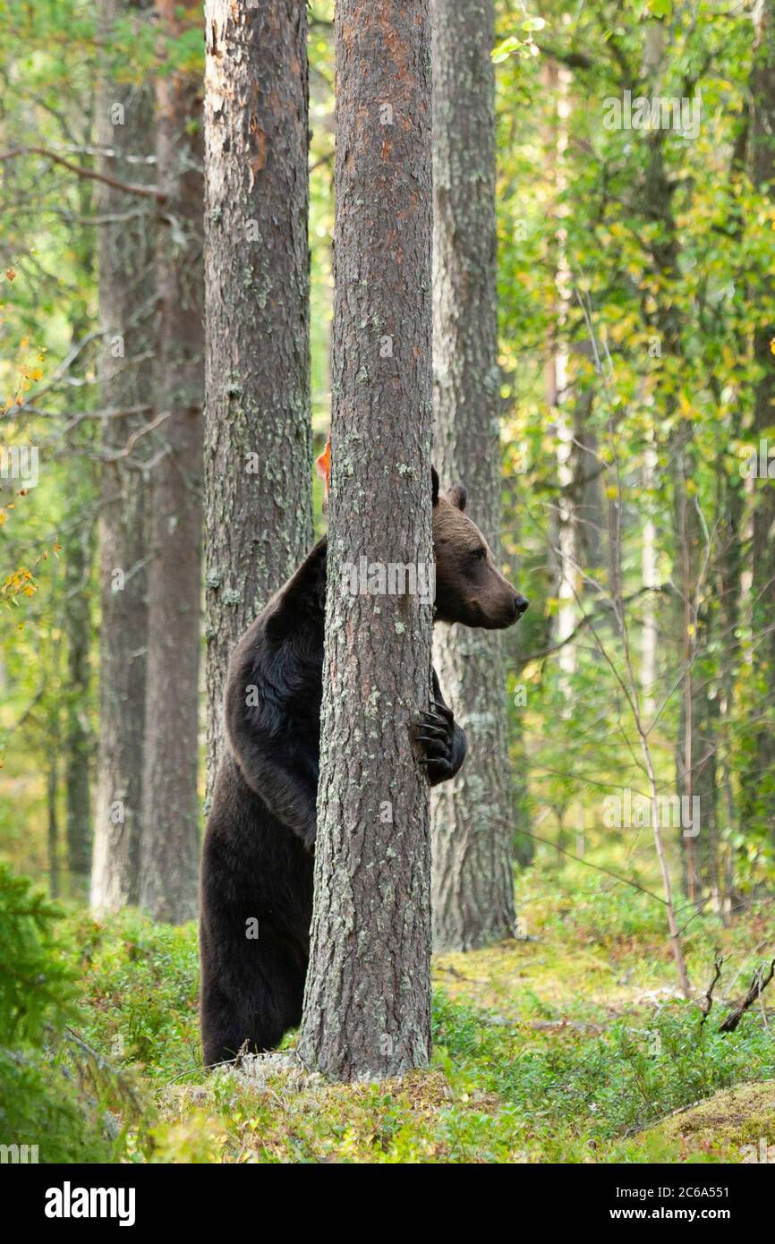 Brown bear standing against tree hi-res stock photography and images ...