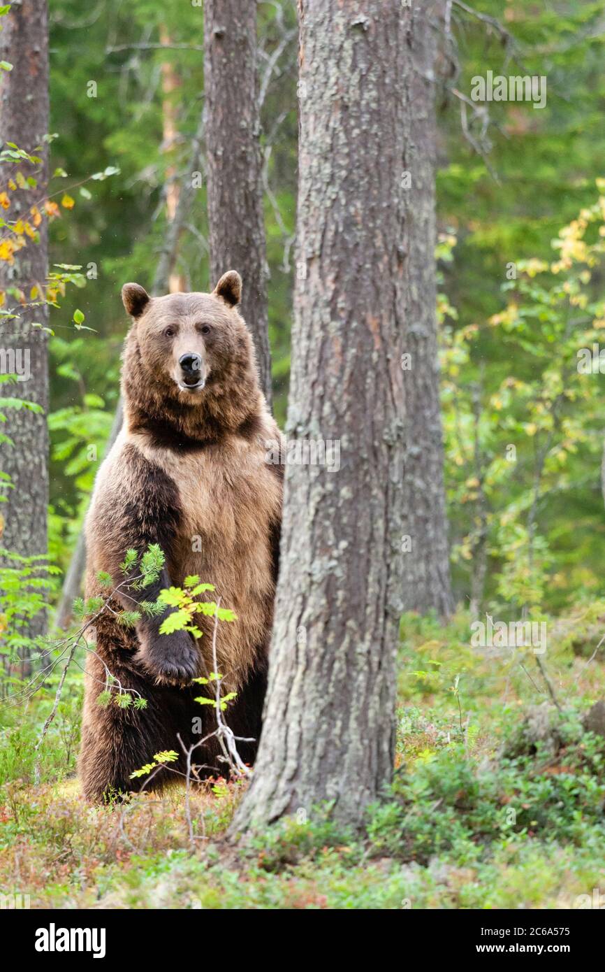 Bear standing on two legs hi-res stock photography and images - Alamy