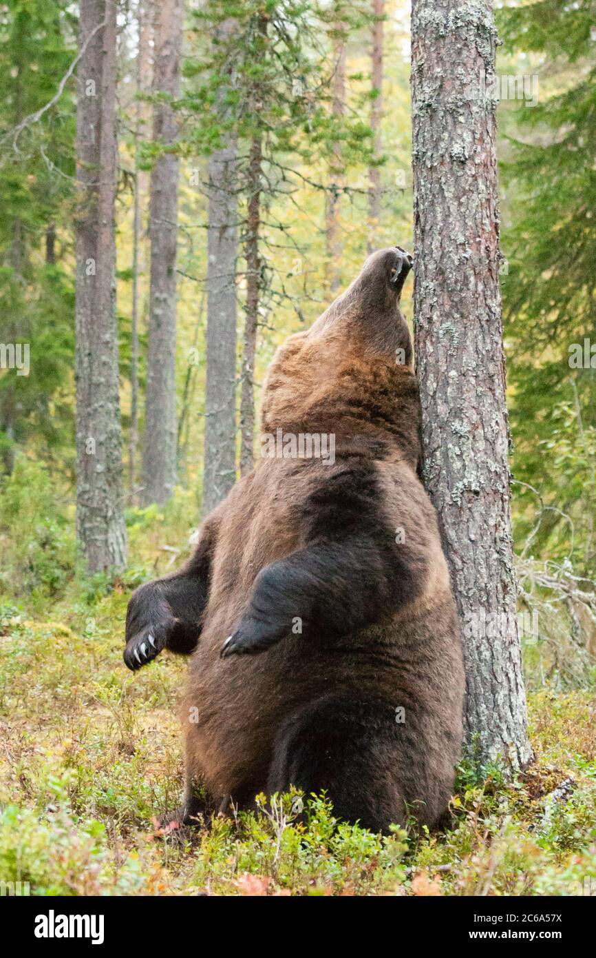 Bear scratching on tree hi-res stock photography and images - Alamy