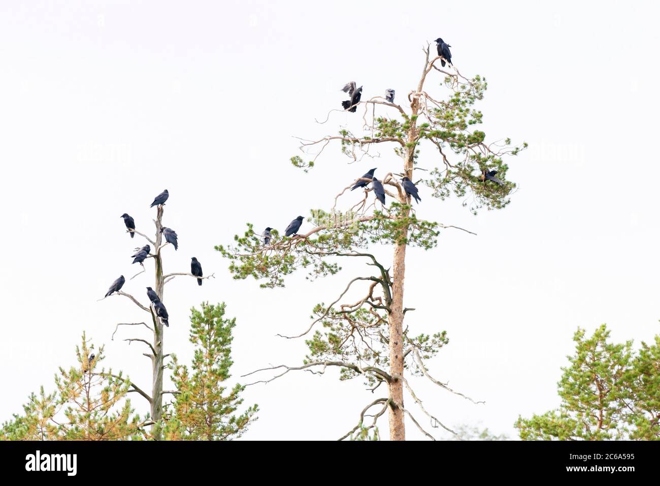 Common Ravens (Corvus corax) and White-tailed Eagle (Haliaeetus ...