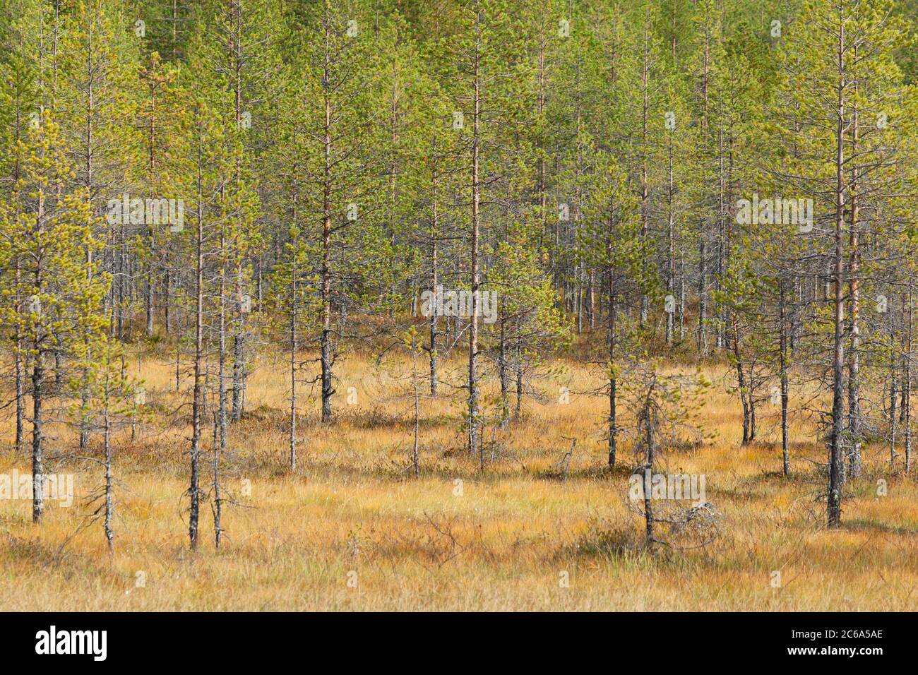 Pristine taiga forest in hi-res stock photography and images - Alamy