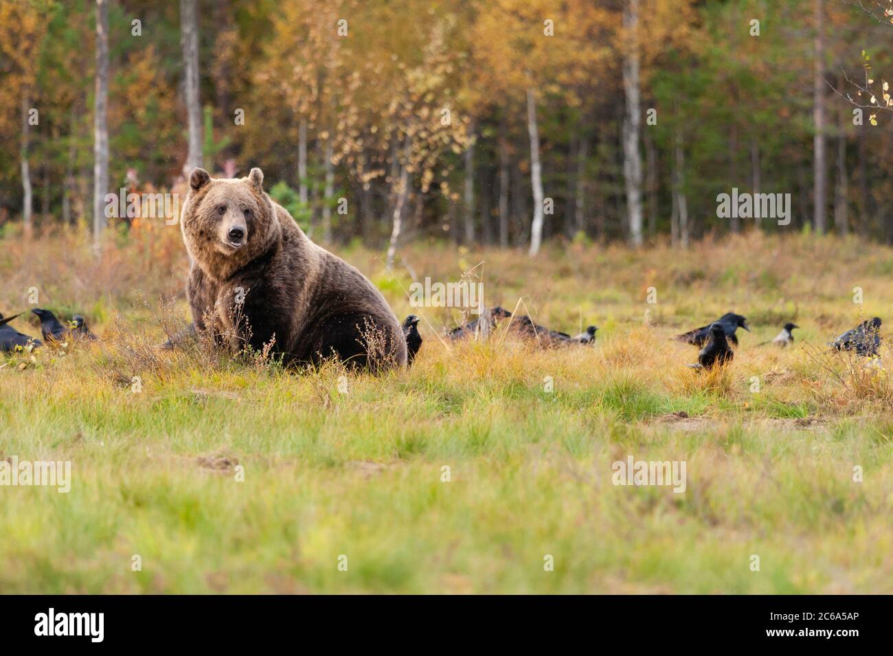 Brown bear (Ursus arctos) sitting amongst Carrion Crows (Corvus corone ...
