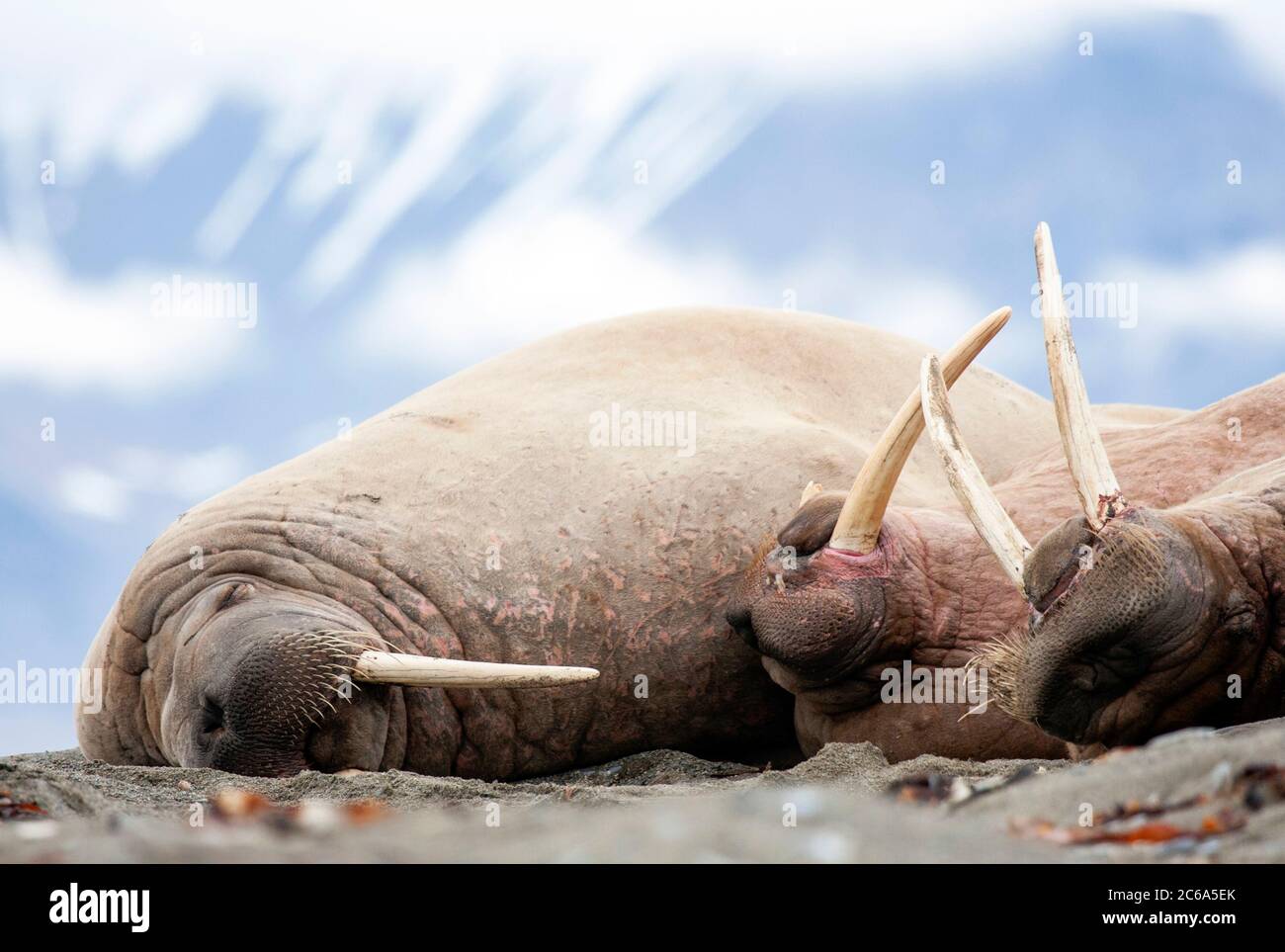 Walrus (Odobenus rosmarus) sleeping on the beach in Svalbard Stock ...