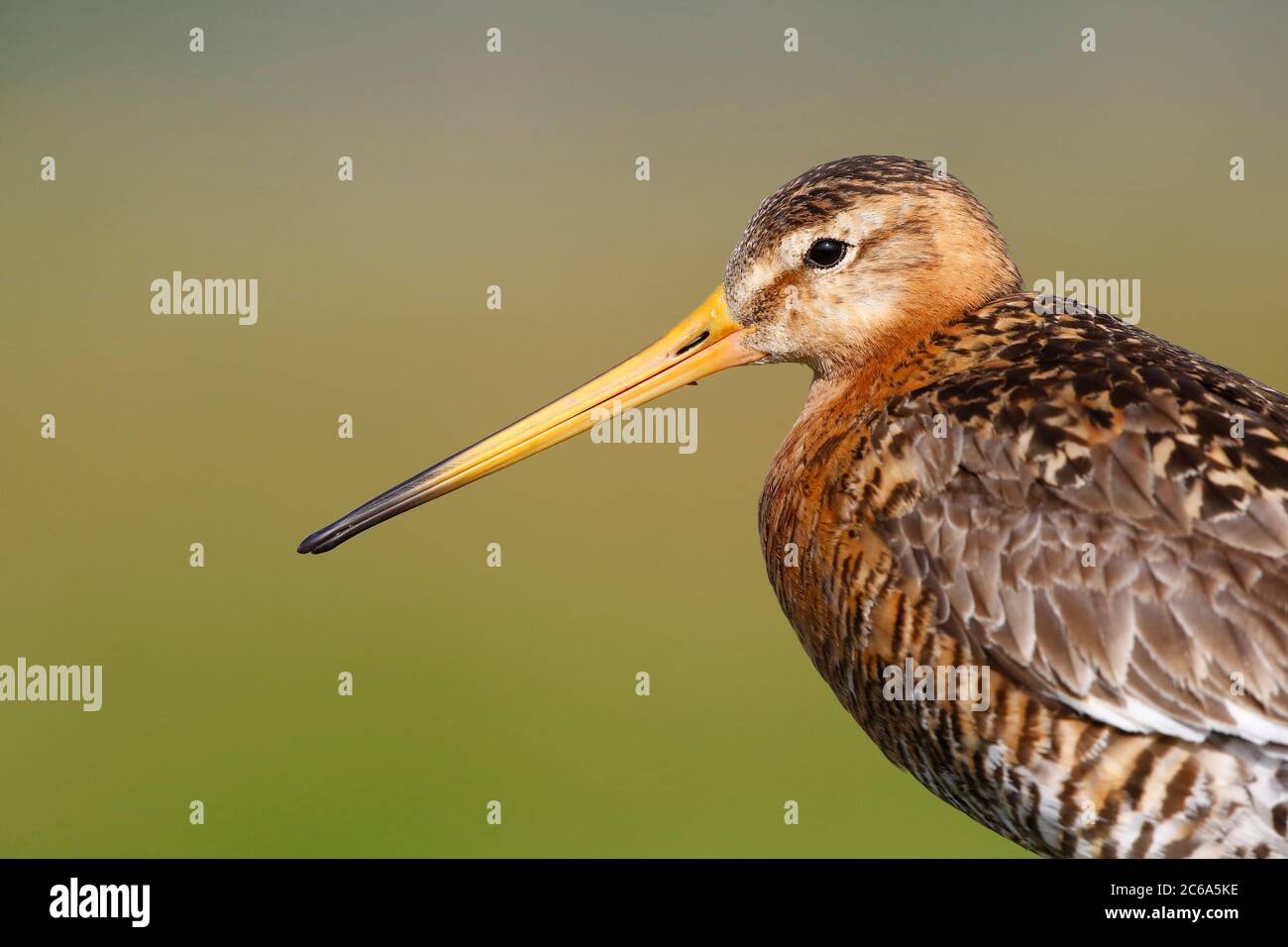 Limosa limosa head portrait hi-res stock photography and images - Alamy