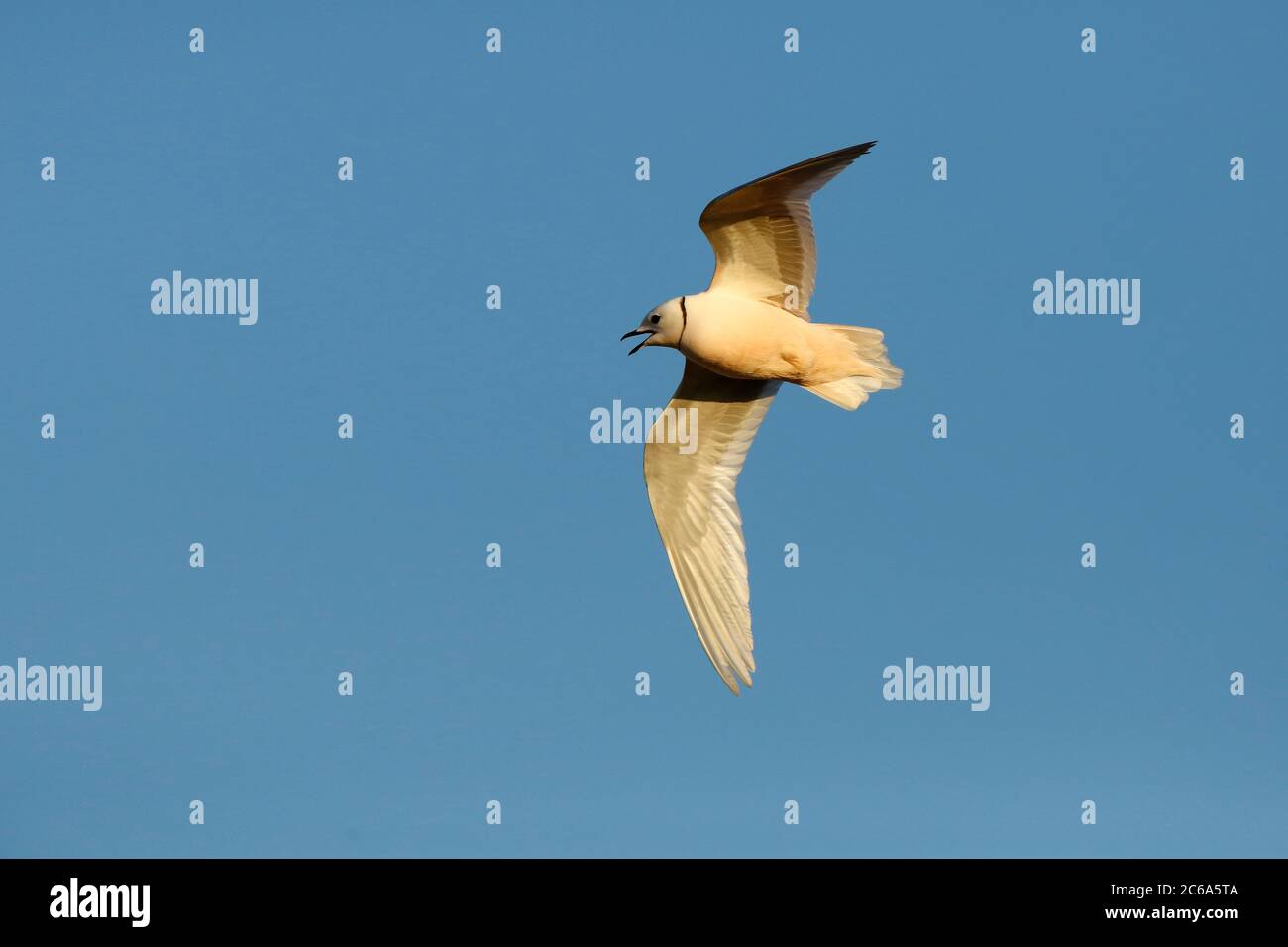 Adult Ross's Gull (Rhodostethia rosea) in summer plumage at a breeding ...
