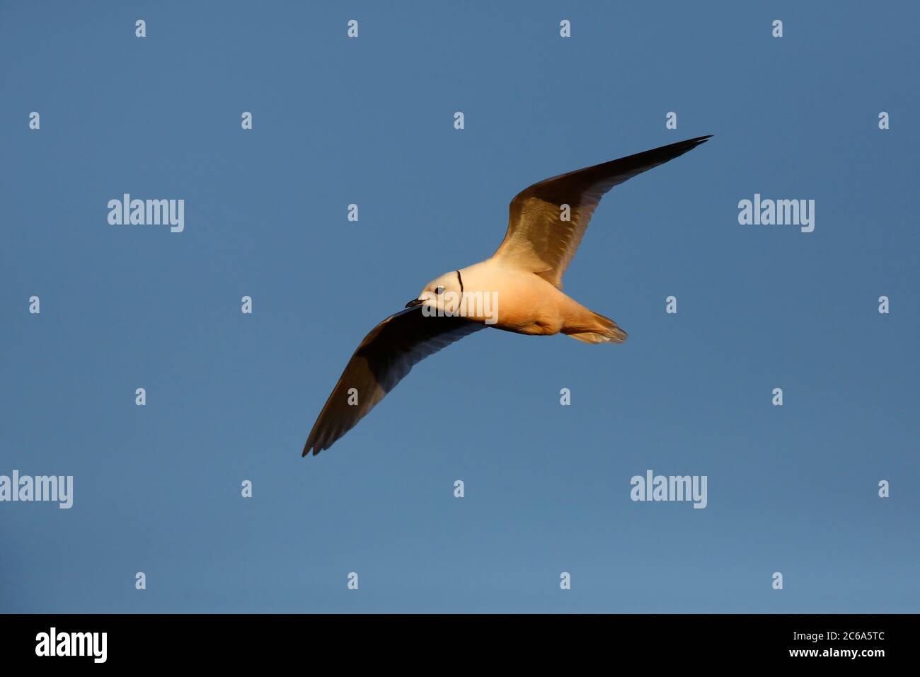 Adult Ross's Gull (Rhodostethia rosea) in summer plumage at a breeding ...