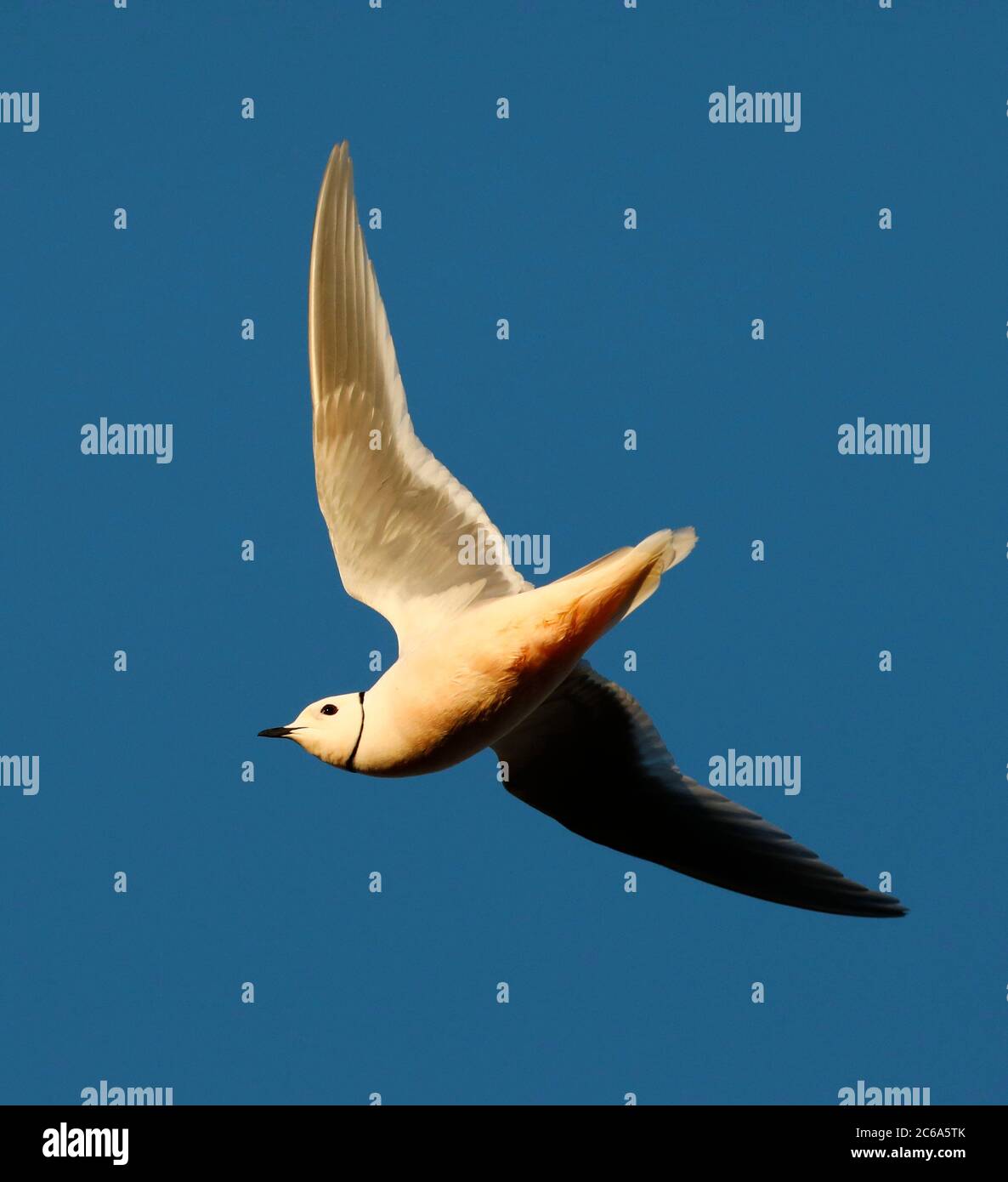 Adult Ross's Gull (Rhodostethia rosea) in summer plumage at a breeding ...