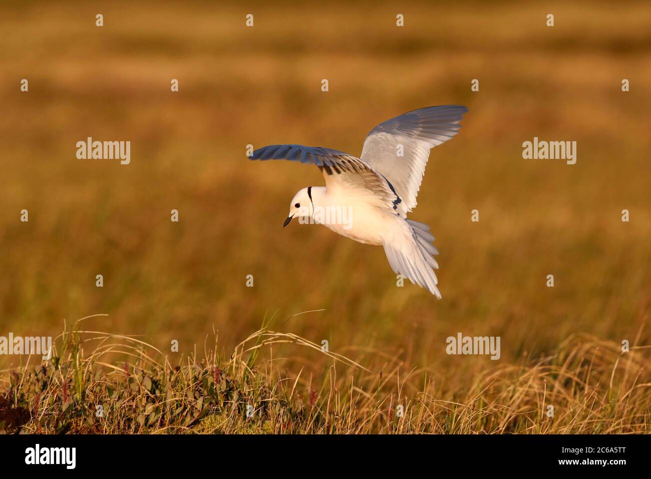 Adult Ross's Gull (Rhodostethia rosea) in summer plumage at a breeding ...