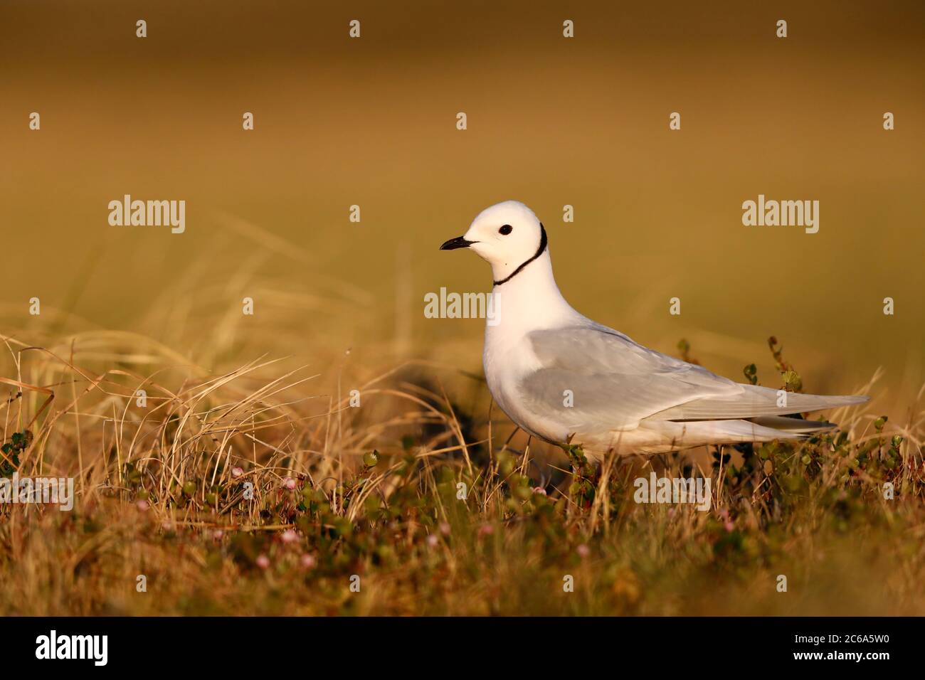 Adult Ross's Gull (Rhodostethia rosea) in summer plumage at a breeding ...