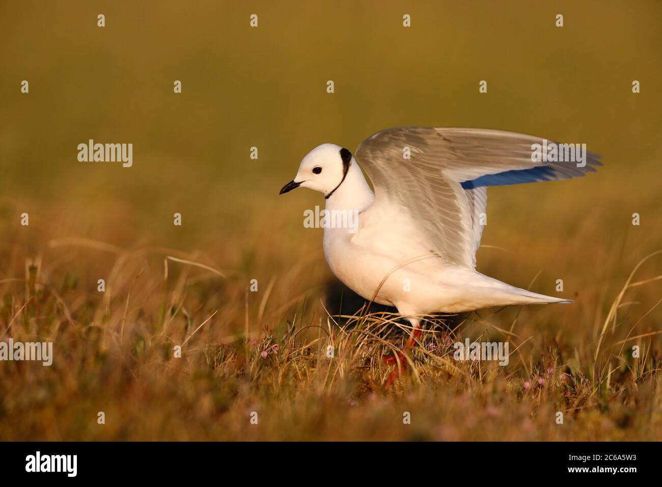 Adult Ross's Gull (Rhodostethia rosea) in summer plumage at a breeding ...