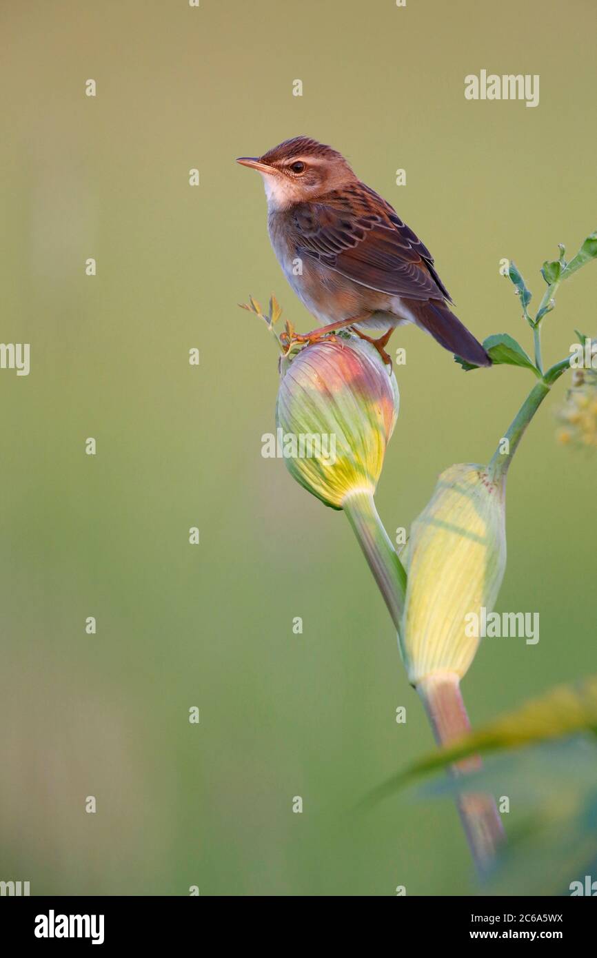 Adult Pallas's Grasshopper Warbler (Locustella certhiola) perched on a plant near Yakutsk in ...