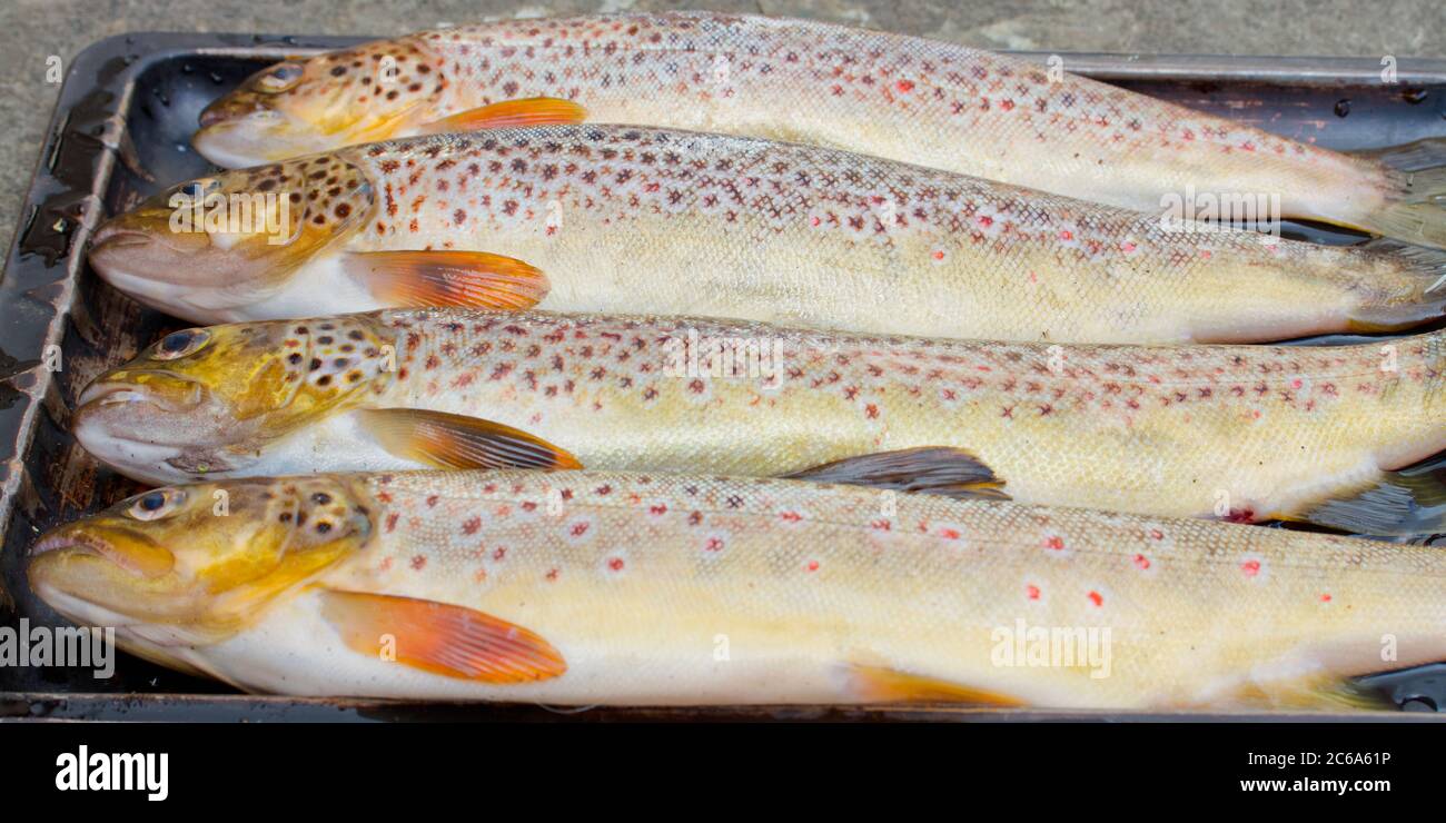 Brown trout caught in Orkney loch Stock Photo - Alamy