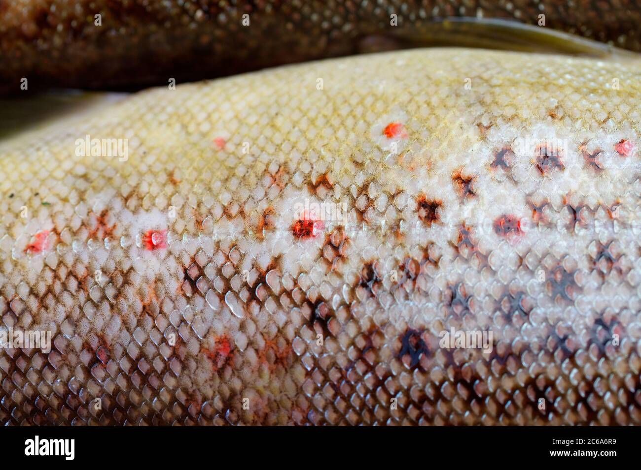Brown trout skin close up hi-res stock photography and images - Alamy