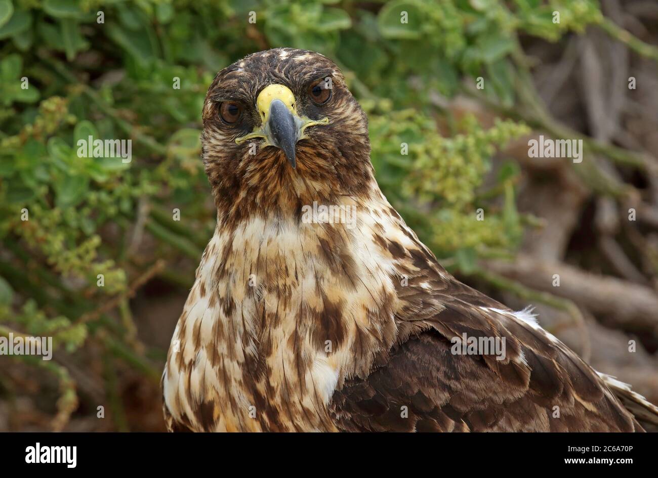 Galapagos Hawk (Buteo galapagoensis) on the Galapagos islands, Ecuador ...