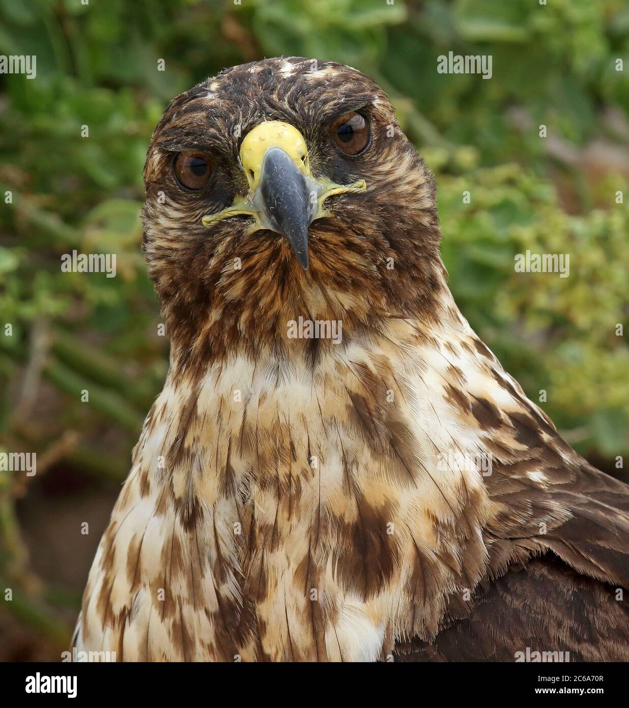 Galapagos hawk buteo galapagoensis on hi-res stock photography and images - Alamy