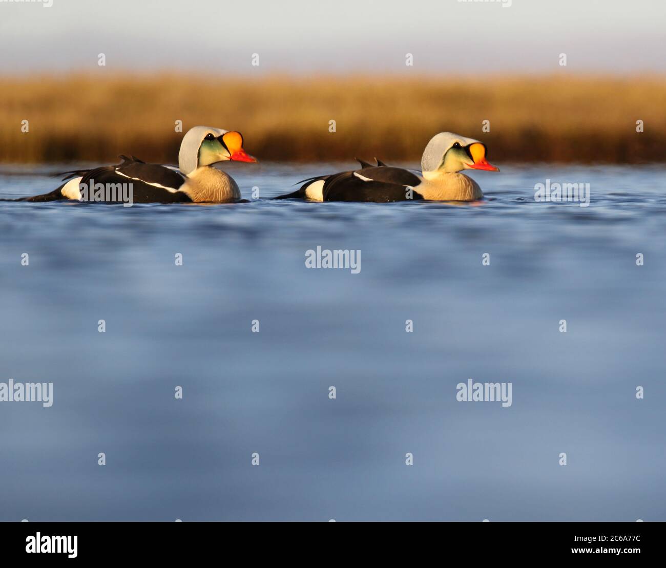 Two drake King Eiders (Somateria spectabilis) in arctic Alaska, United ...