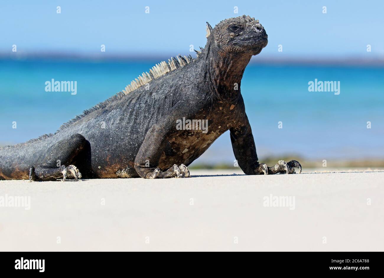 Marine Iguana (Amblyrhynchus cristatus) on the Galapagos islands ...