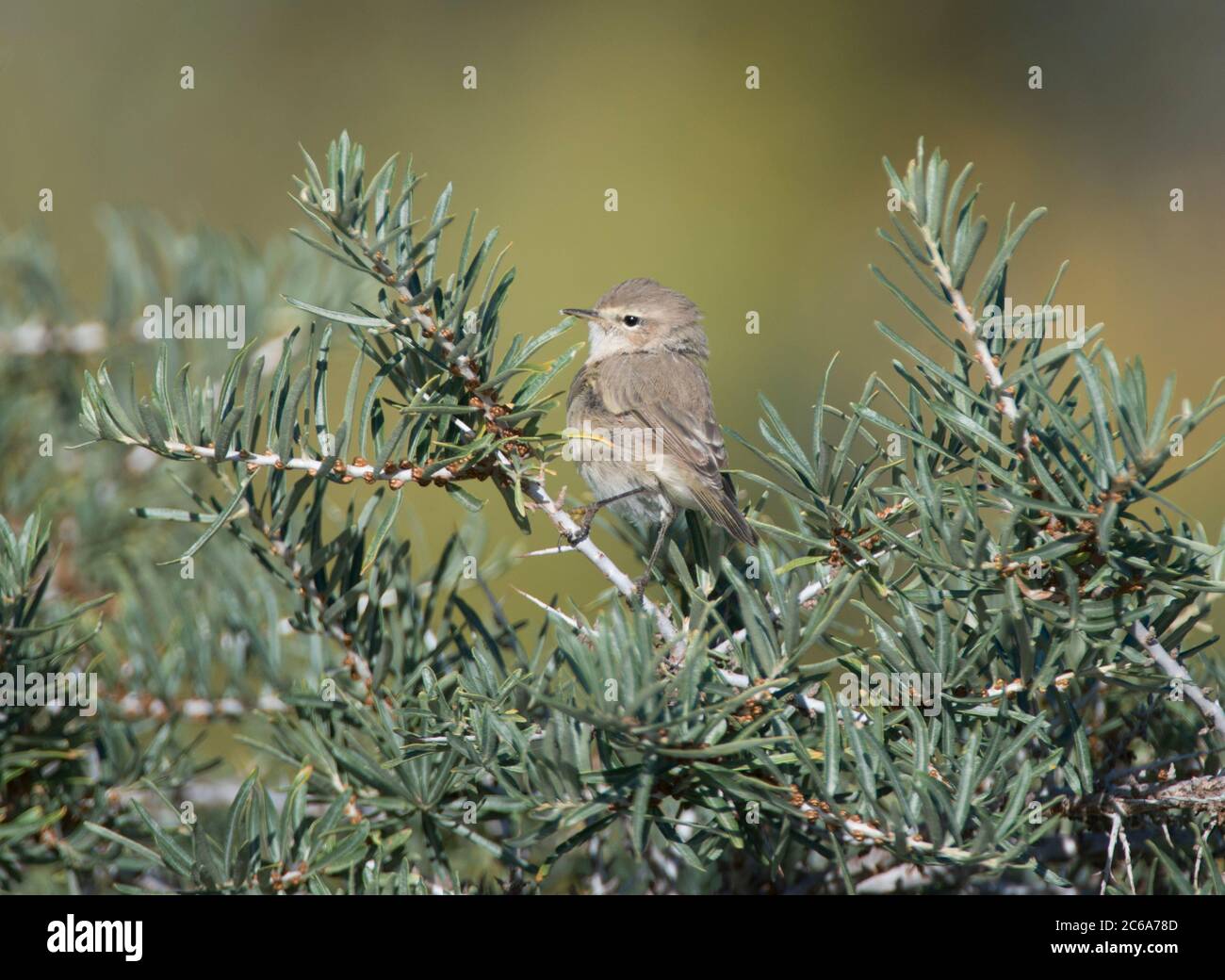 Eastern Chiffchaff (Phylloscopus sindianus), also known as Mountain Chiffchaff, in India during ...