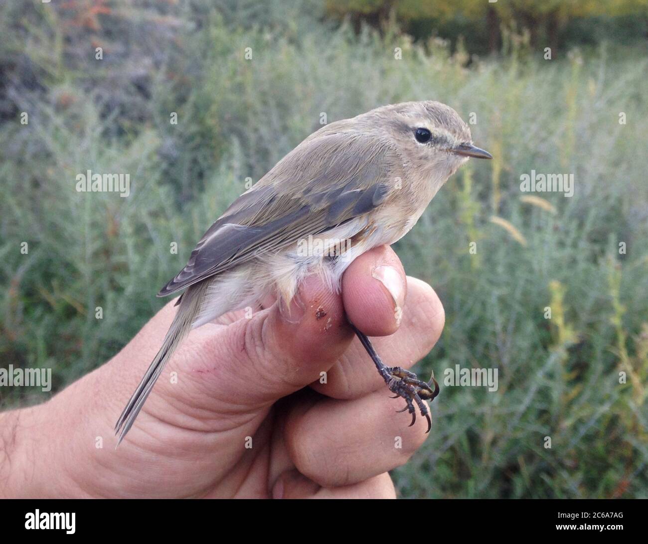 Eastern Chiffchaff (Phylloscopus sindianus), also known as Mountain Chiffchaff, in India during ...