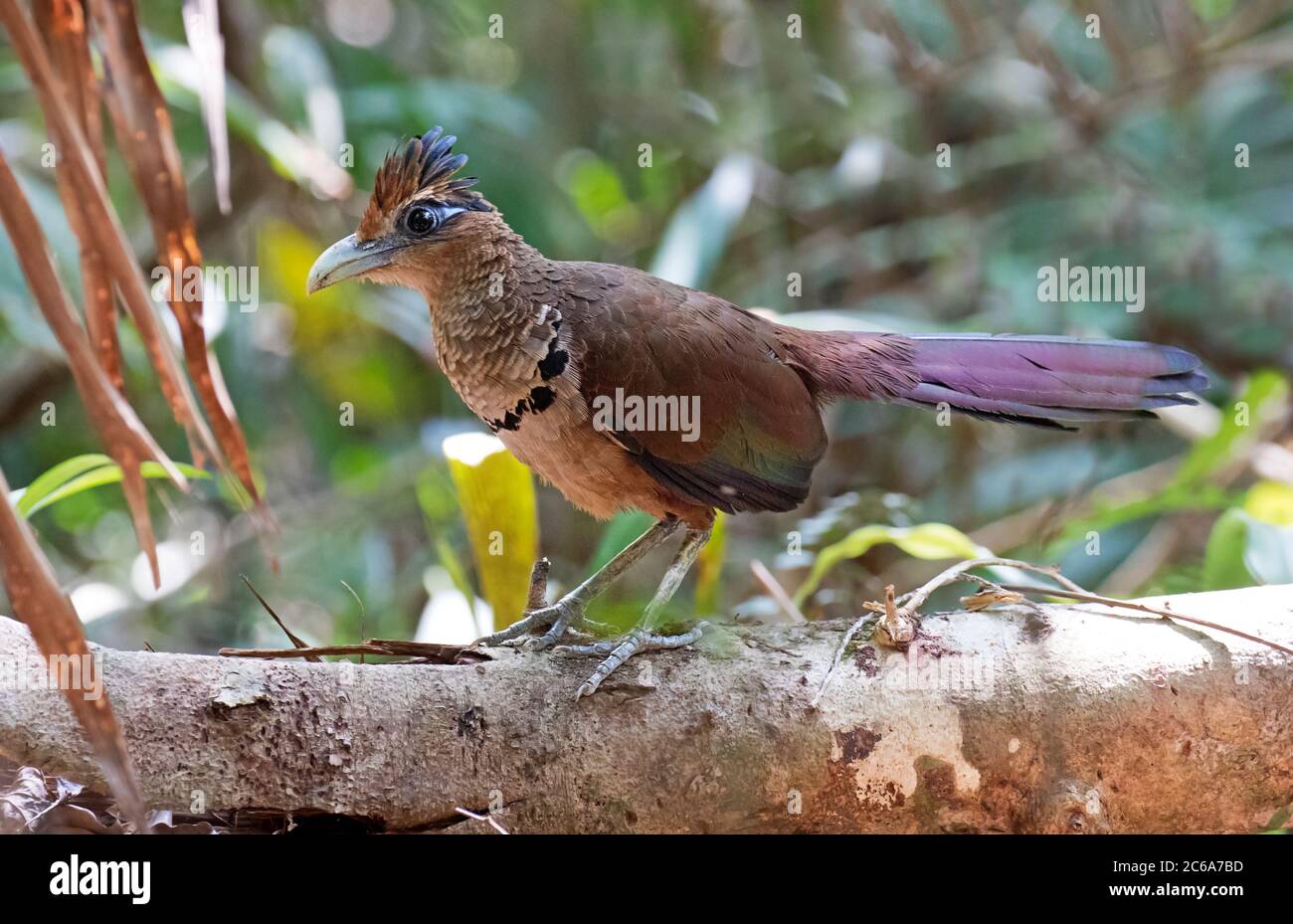 Antswarm hi-res stock photography and images - Alamy
